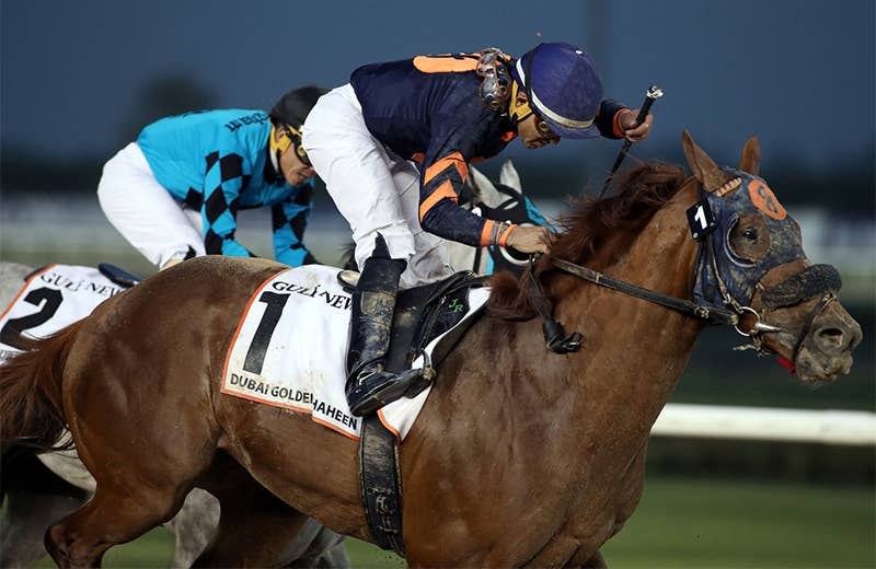 デルマソトガケ（Derma Sotogake） | 競馬データベース | JRA-VAN World - 海外競馬情報サイト