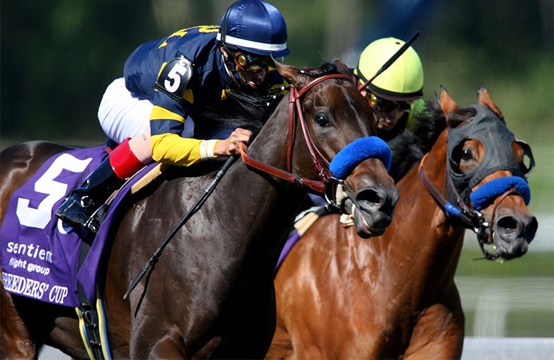 インディアンブレッシング（Indian Blessing） | 競馬データベース | JRA-VAN World - 海外競馬情報サイト