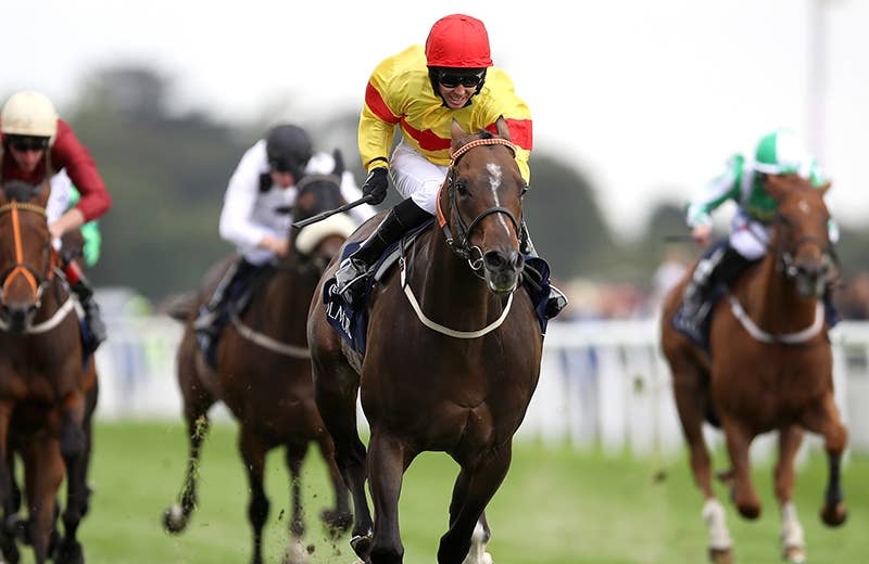 アルファデルフィニ（Alpha Delphini） | 競馬データベース | JRA-VAN World - 海外競馬情報サイト