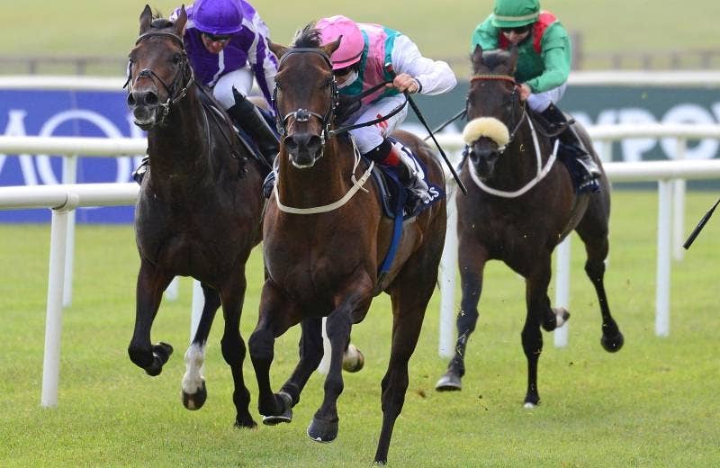 シスキン（Siskin） | 競馬データベース | JRA-VAN World - 海外競馬情報サイト