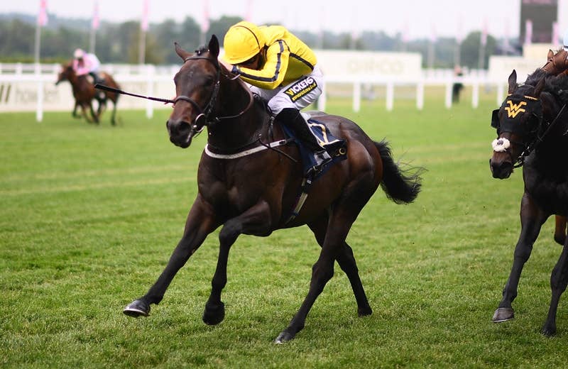 パーフェクトパワー（Perfect Power） | 競馬データベース | JRA-VAN World - 海外競馬情報サイト