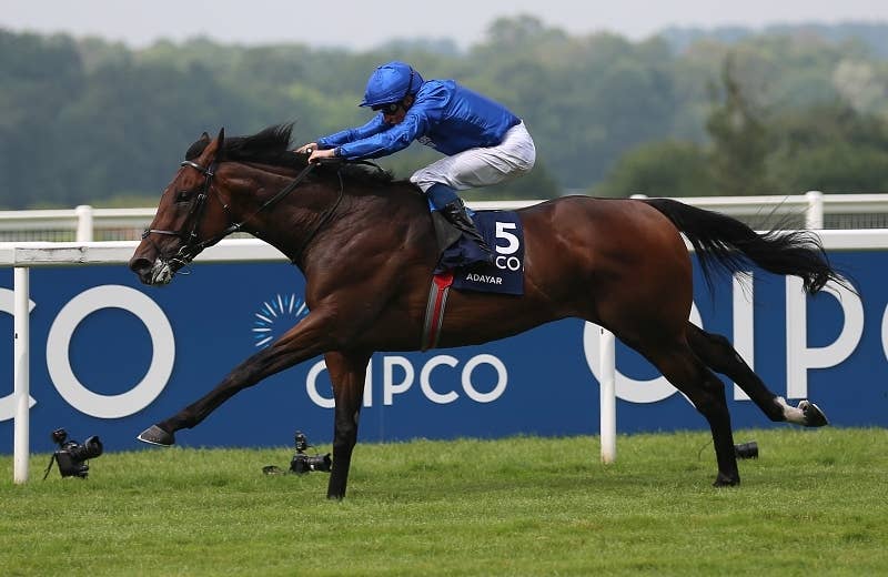 アダイヤー（Adayar） | 競馬データベース | JRA-VAN World - 海外競馬情報サイト