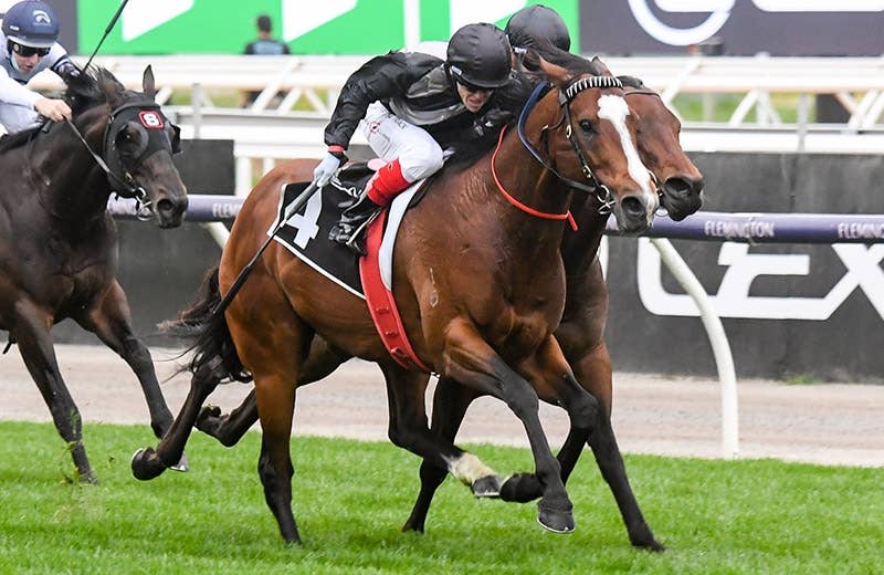 スプリンテックス（Splintex） | 競馬データベース | JRA-VAN World - 海外競馬情報サイト