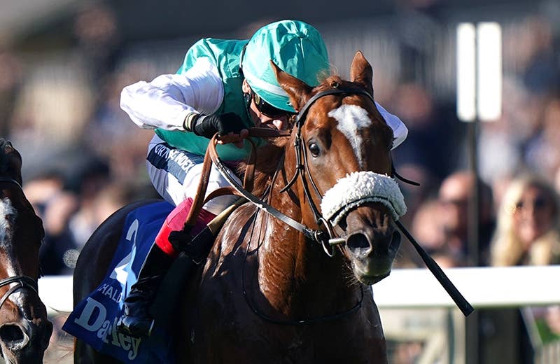 シャルディーン（Chaldean） | 競馬データベース | JRA-VAN World - 海外競馬情報サイト