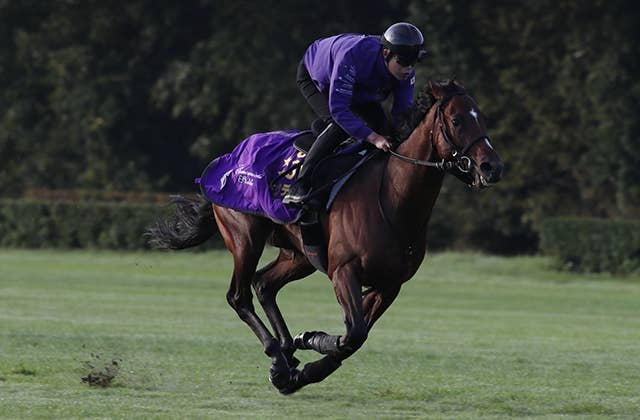 ドウデュース（Do Deuce） | 競馬データベース | JRA-VAN Ver.World