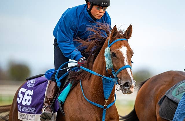 グッドナイトオリーブ（Goodnight Olive） | 競馬データベース | JRA-VAN World - 海外競馬情報サイト