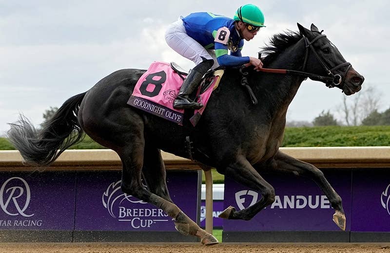 グッドナイトオリーブ（Goodnight Olive） | 競馬データベース | JRA-VAN World - 海外競馬情報サイト