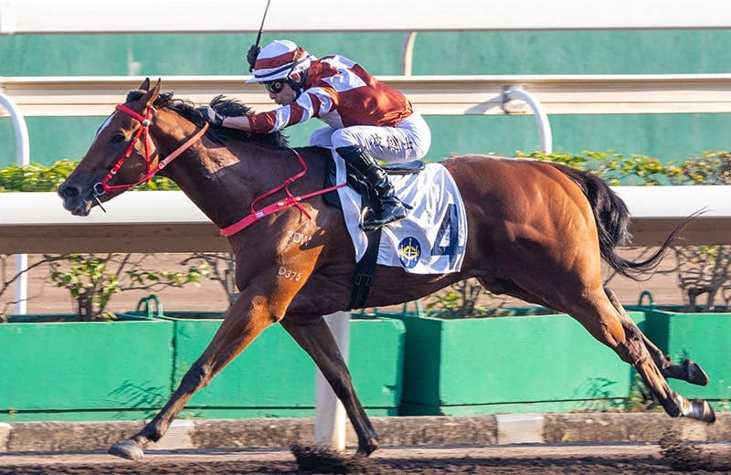 サイトサクセス（Sight Success） | 競馬データベース | JRA-VAN World - 海外競馬情報サイト