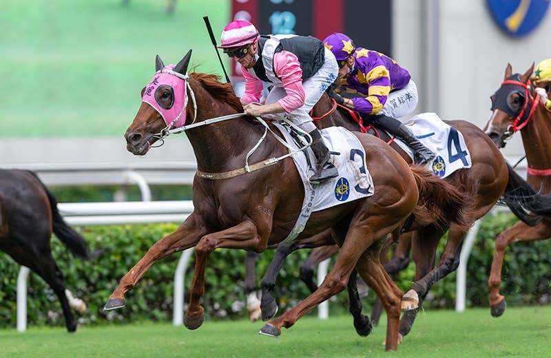 ビューティージョイ（Beauty Joy） | 競馬データベース | JRA-VAN World - 海外競馬情報サイト