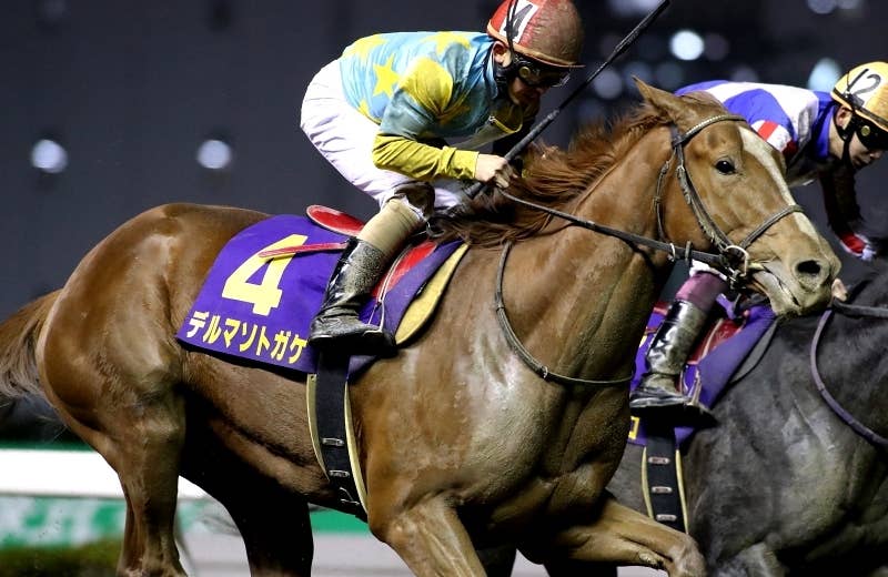 デルマソトガケ（Derma Sotogake） | 競馬データベース | JRA-VAN World - 海外競馬情報サイト