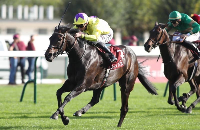 シーシルクロード（Sea Silk Road） | 競馬データベース | JRA-VAN World - 海外競馬情報サイト