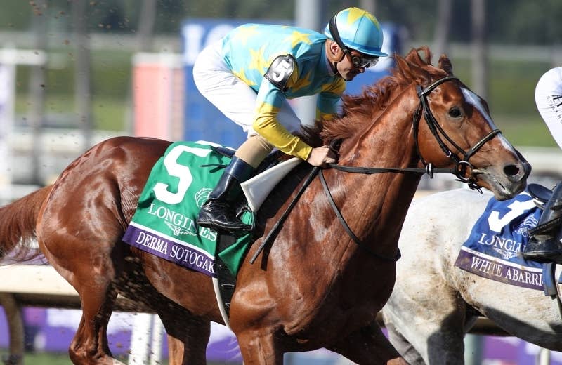 デルマソトガケ（Derma Sotogake） | 競馬データベース | JRA-VAN World - 海外競馬情報サイト