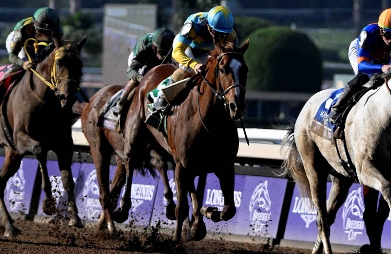 デルマソトガケ（Derma Sotogake） | 競馬データベース | JRA-VAN World - 海外競馬情報サイト