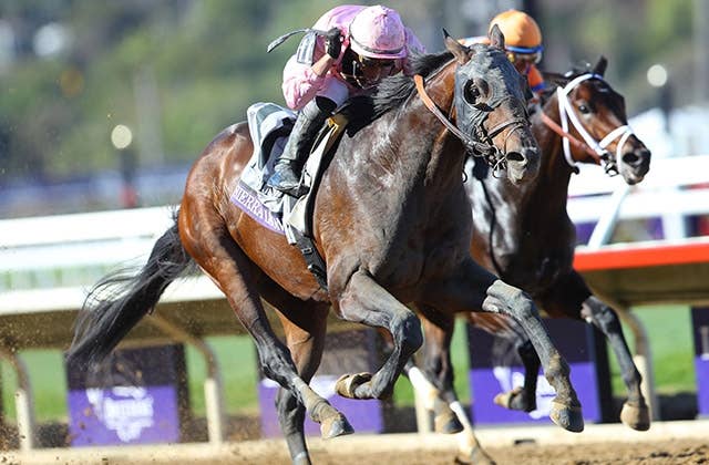 フィアースネス（Fierceness） | 競馬データベース | JRA-VAN World - 海外競馬情報サイト