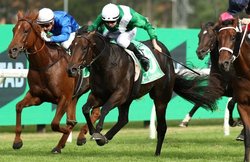 マルフーナ（Marhoona） | 競馬データベース | JRA-VAN World - 海外競馬情報サイト