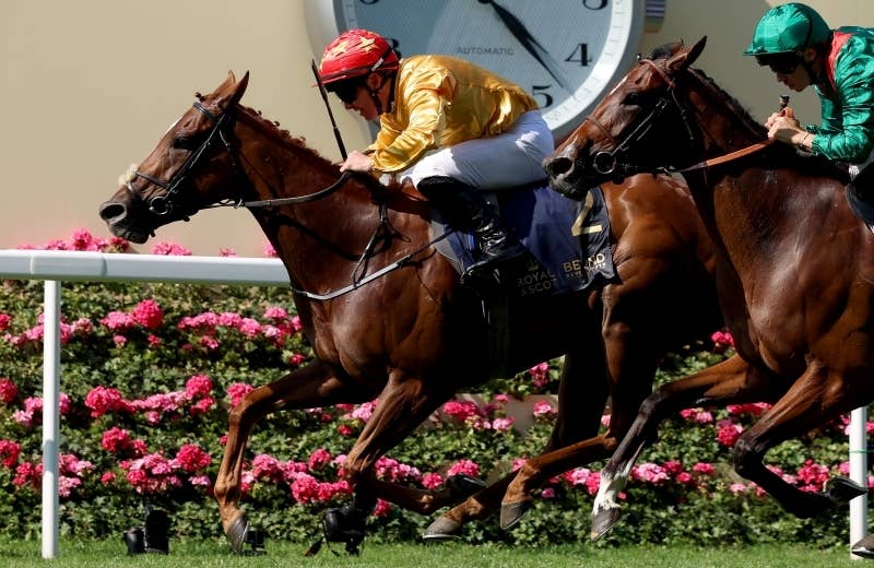 セルセネ（Cercene） | 競馬データベース | JRA-VAN World - 海外競馬情報サイト