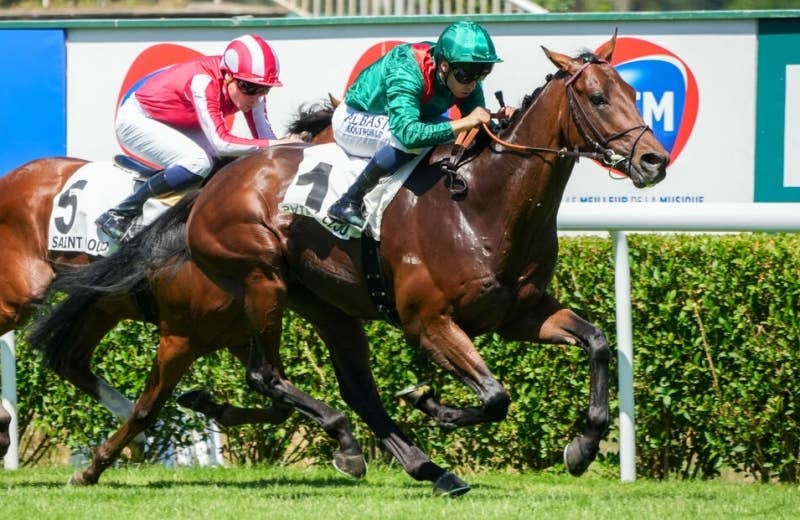 ダリズ（Daryz） | 競馬データベース | JRA-VAN World - 海外競馬情報サイト