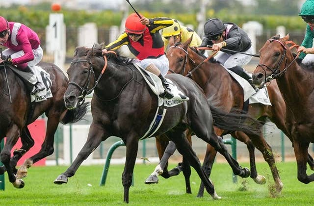 プランスドランジュ賞（G3） 2025/9/14(日) | 日程・結果 | JRA-VAN World - 海外競馬情報サイト